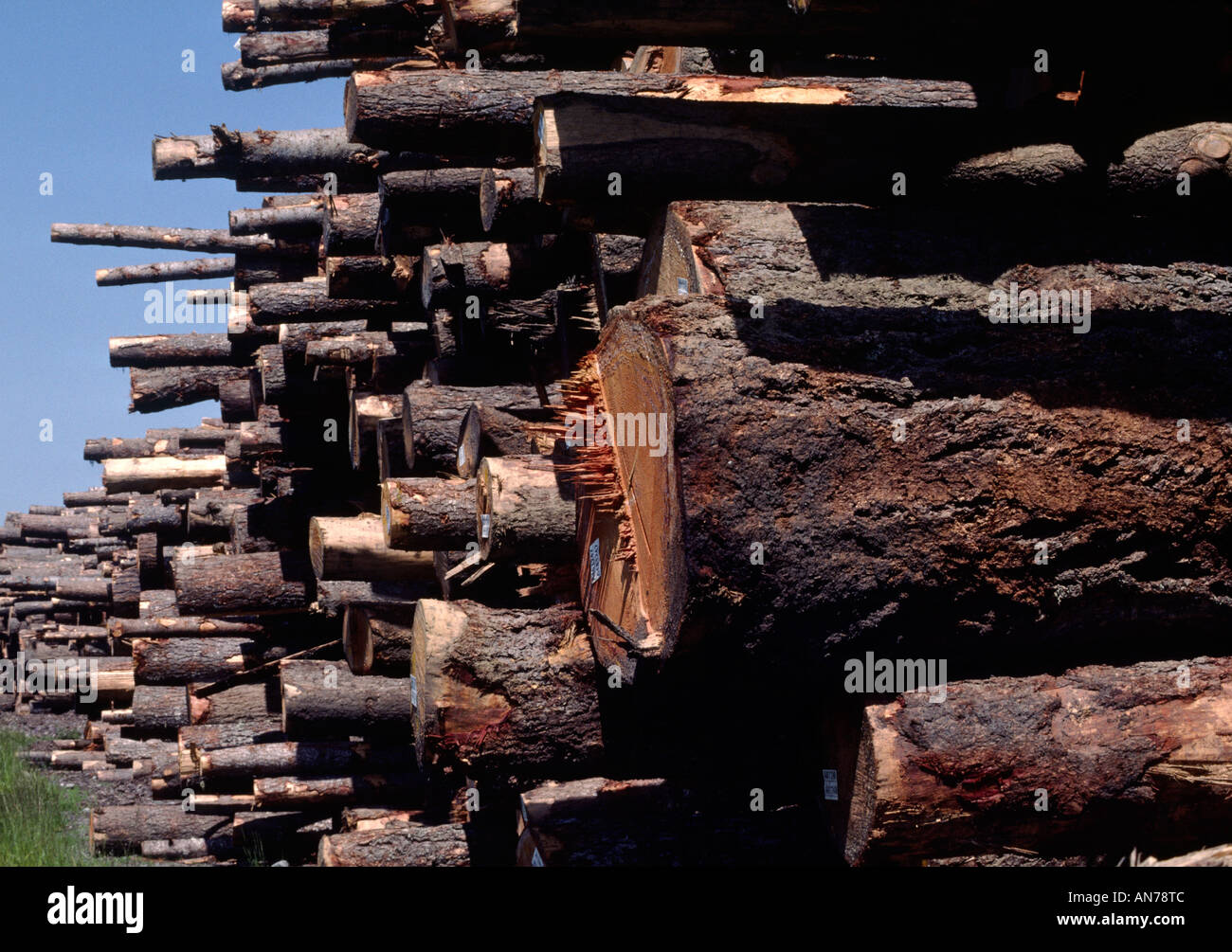 Cut timber awaits milling in a lumber yard HUMBOLDT COUNTY CALIFORNIA ...