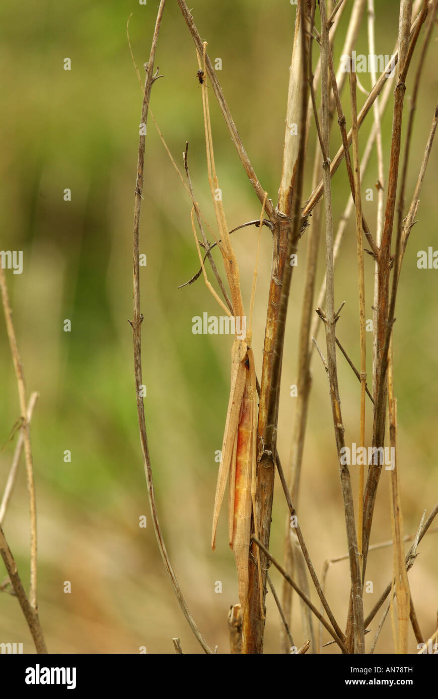 Pink Winged phasmid or stick insect, Sipyloidea sipyus Stock Photo - Alamy