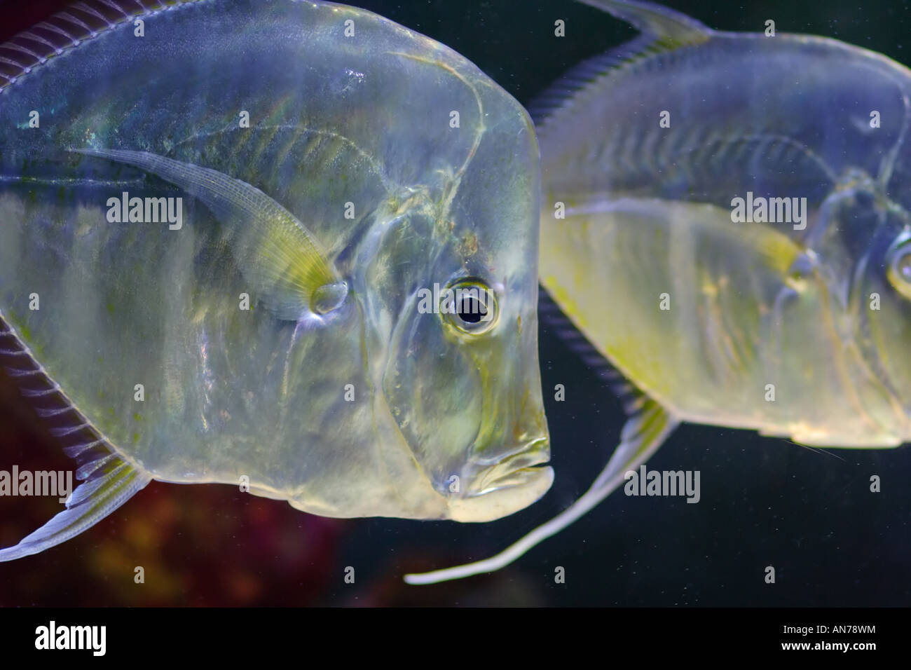 Saltwater fish hi-res stock photography and images - Alamy