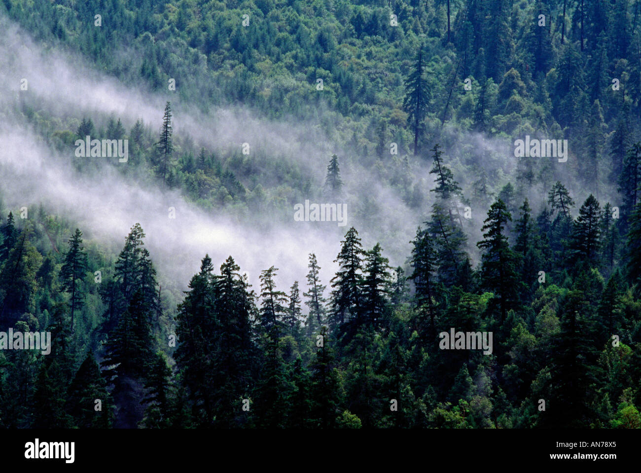 Six rivers national forest hi-res stock photography and images - Alamy