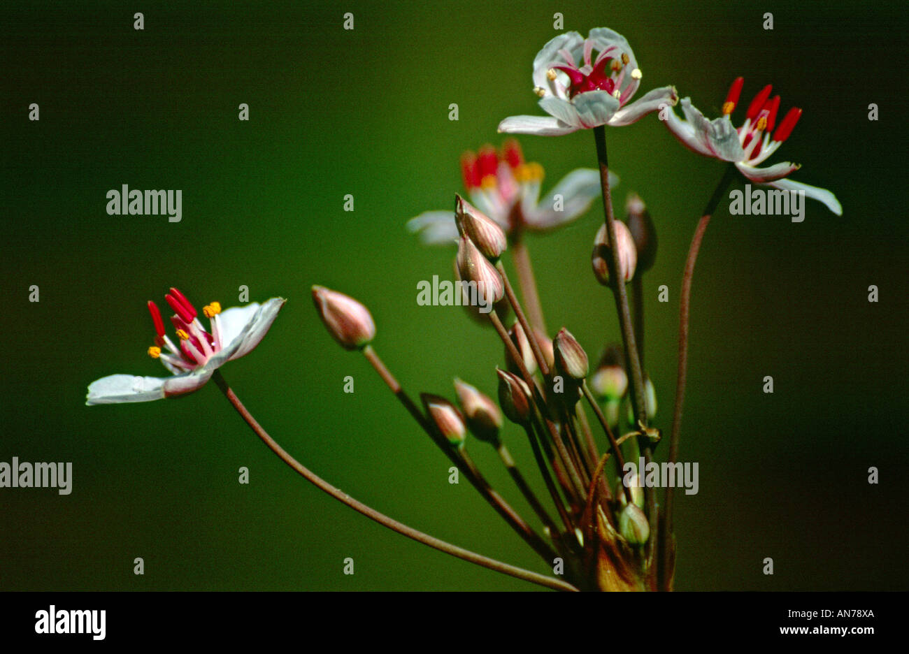 butomus umbellatus butomaceae jonc fleuri Stock Photo - Alamy
