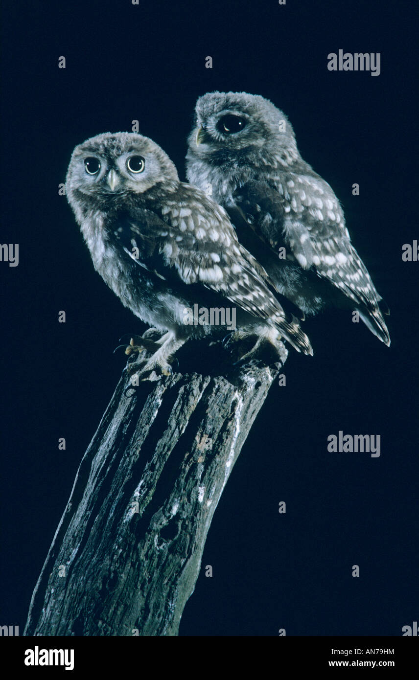 Little owl chicks Kent England Stock Photo - Alamy