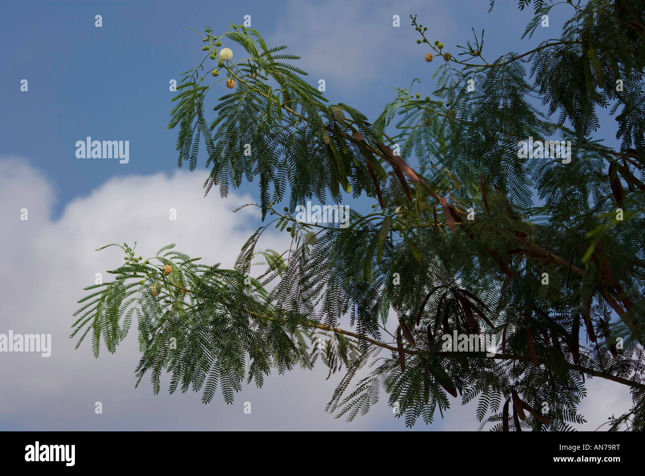 Acacia tree flowers seed pods and leaves Stock Photo - Alamy