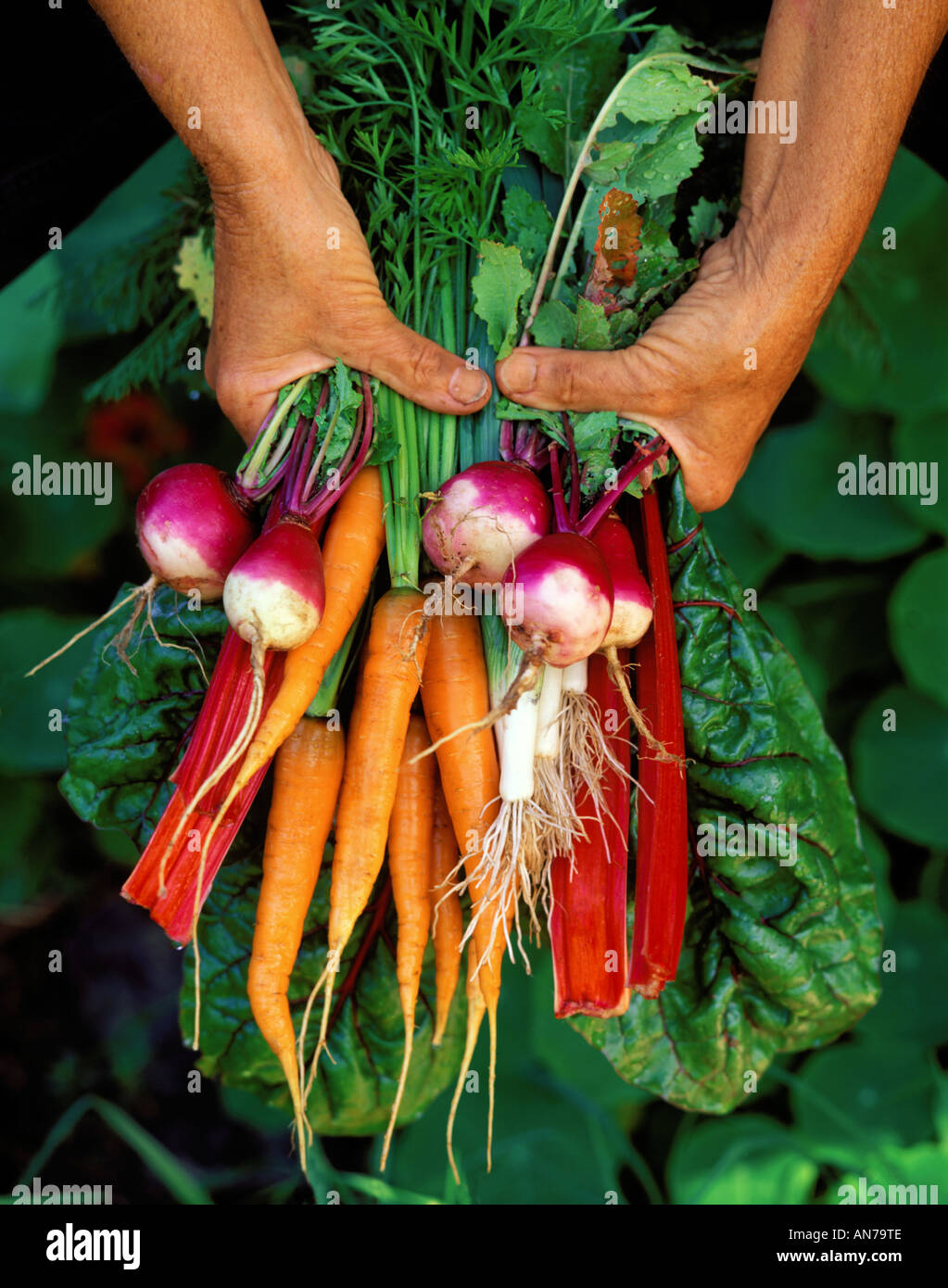 Vegtable bouquet hi-res stock photography and images - Alamy