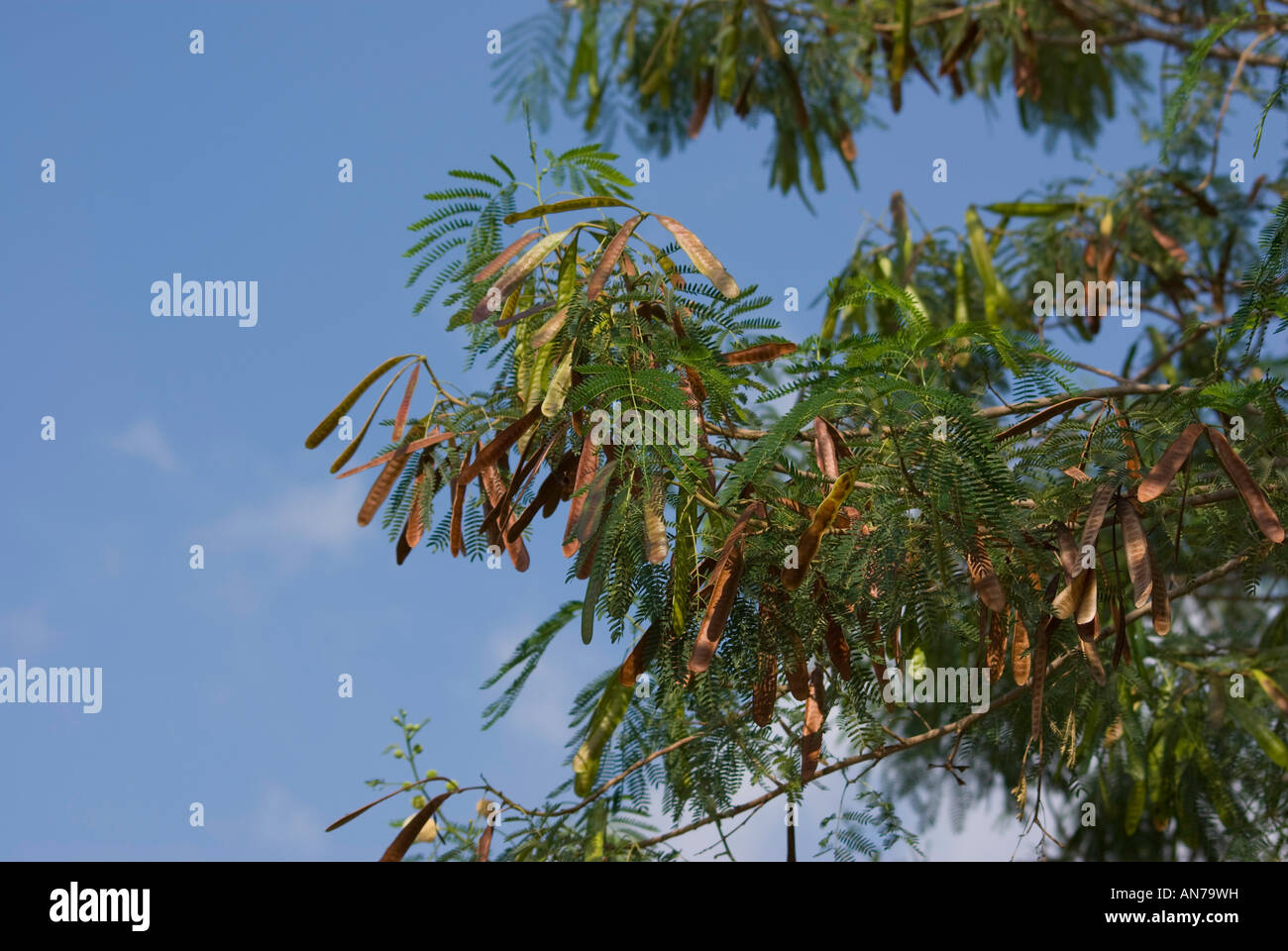 Seed pods of the Acacia tree Stock Photo - Alamy