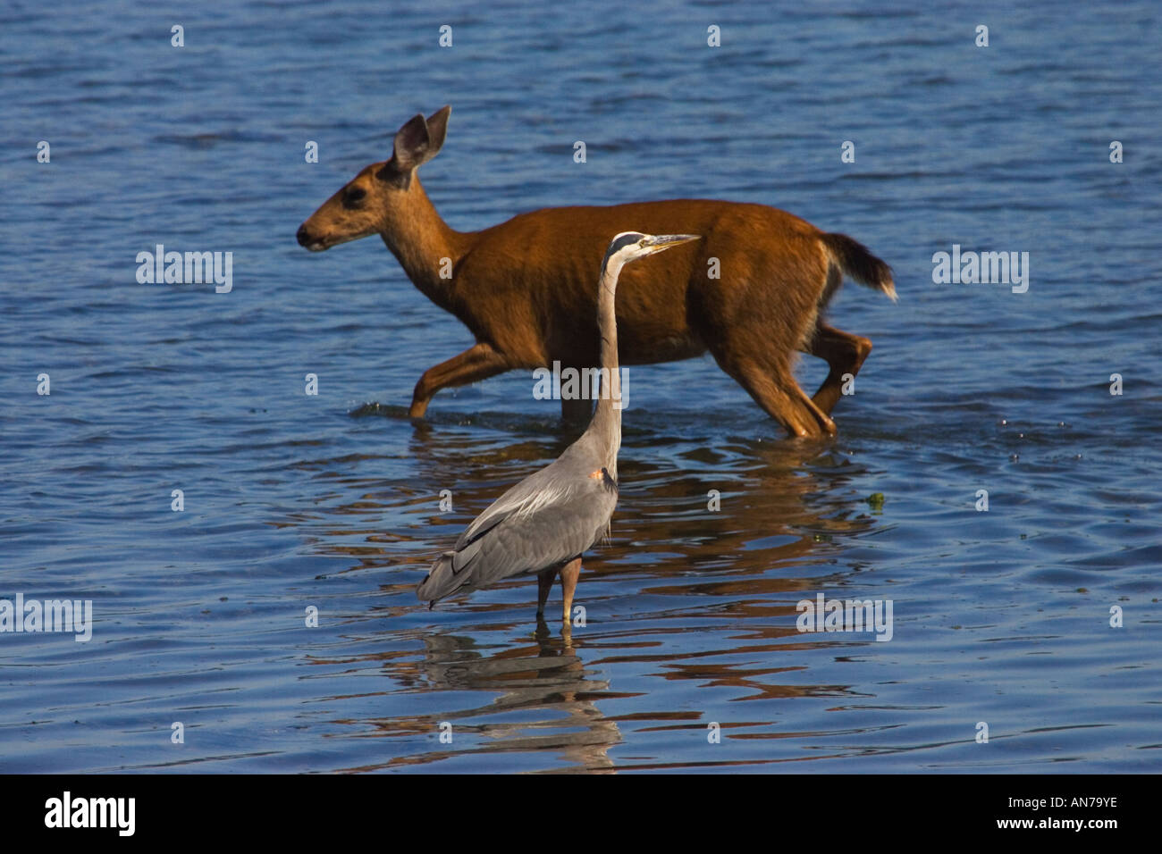Pairing deer hi-res stock photography and images - Alamy