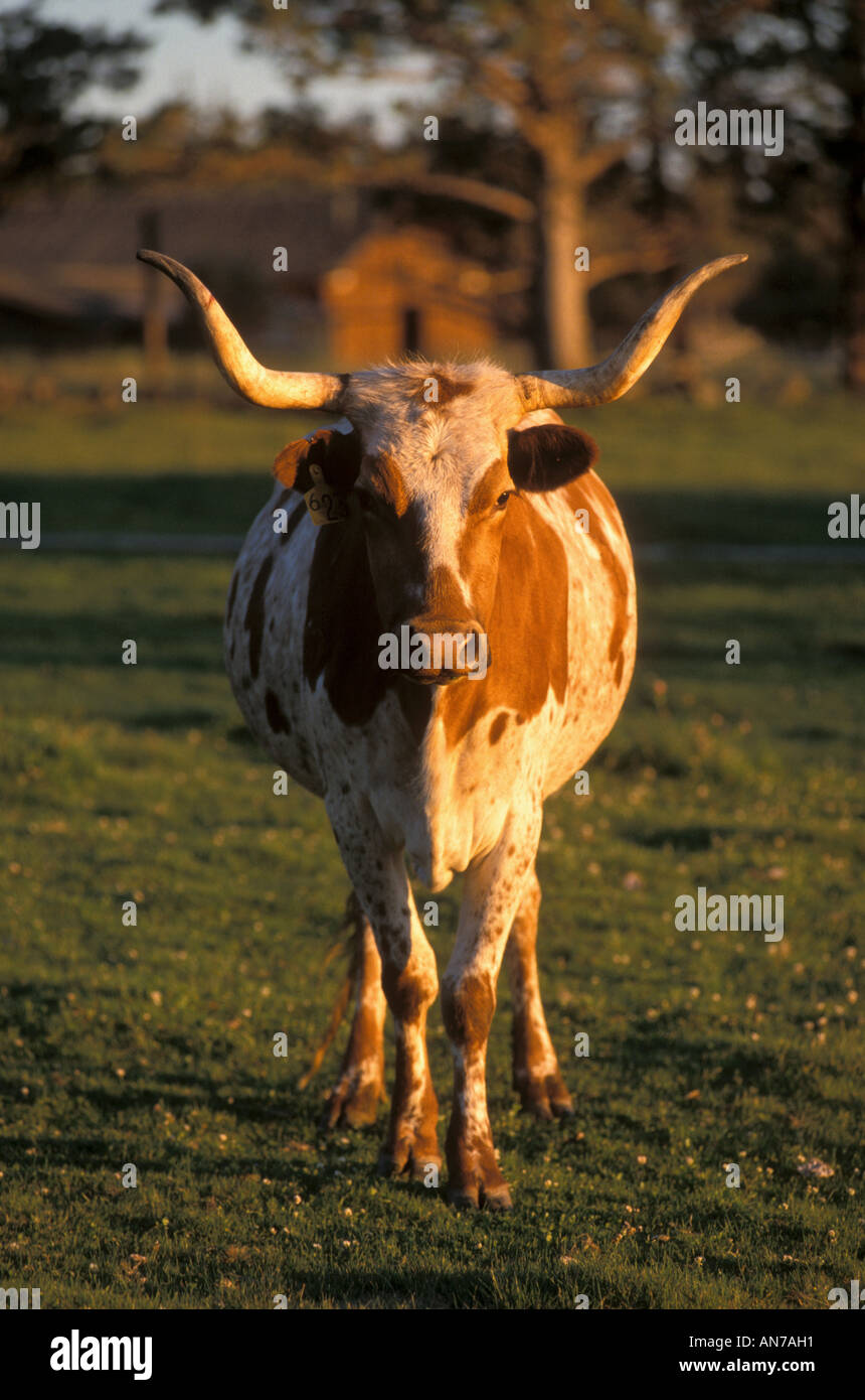 A TEXAS LONGHORN COW with a magnificent rack of HORNS in a pasture ...