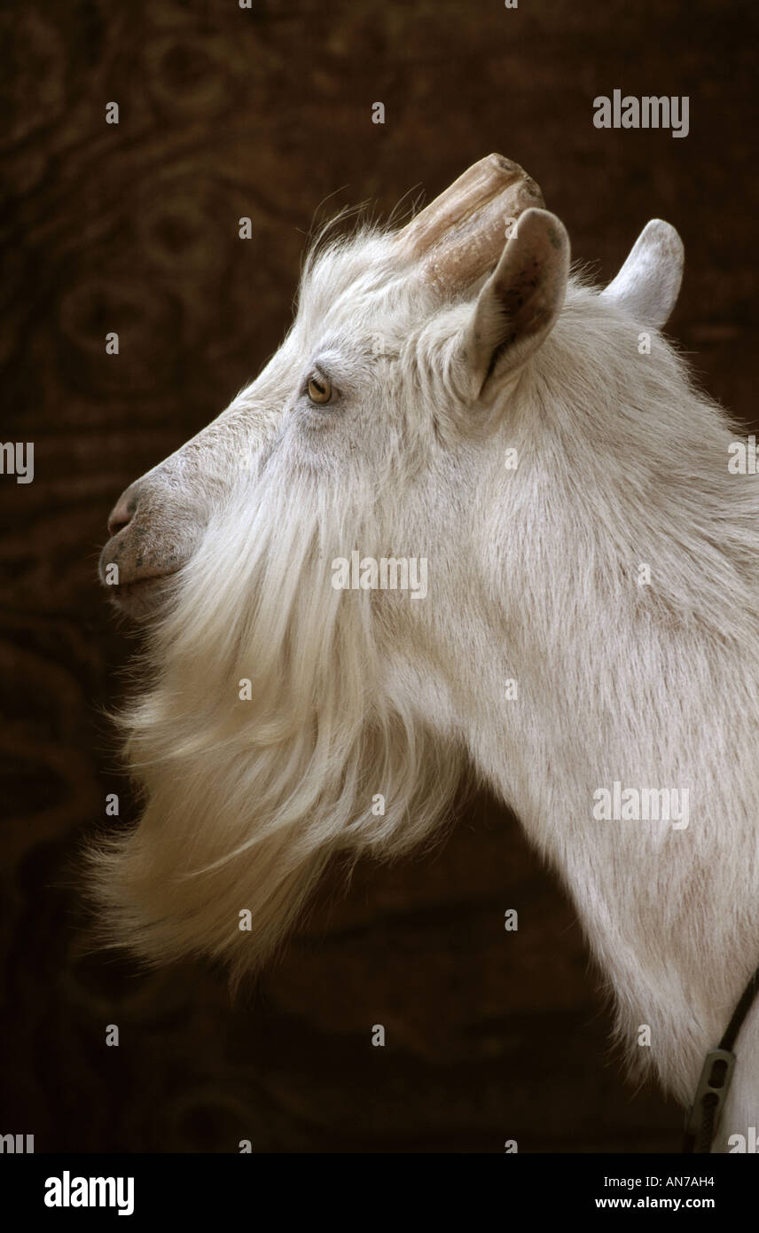 A breeding BILLIE GOAT JUNIPER GROVE FARMS GOAT DAIRY REDMOND OREGON ...