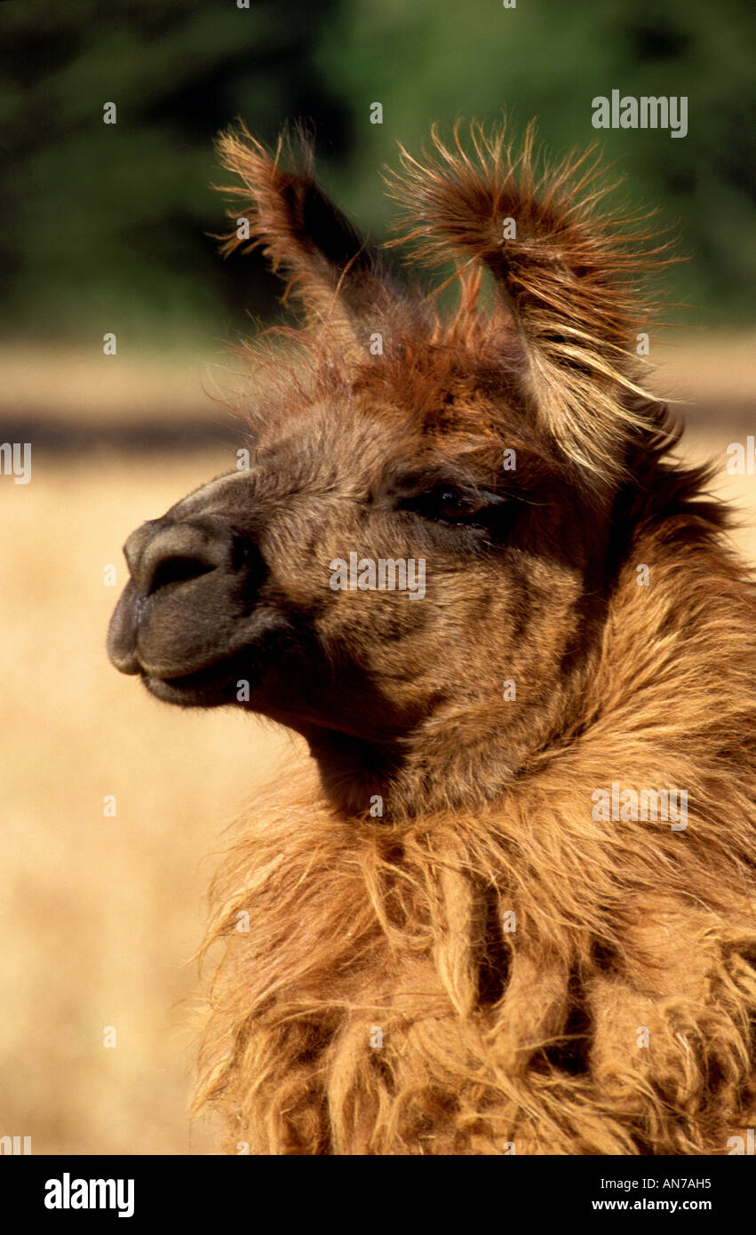 Llama peruana hi-res stock photography and images - Alamy