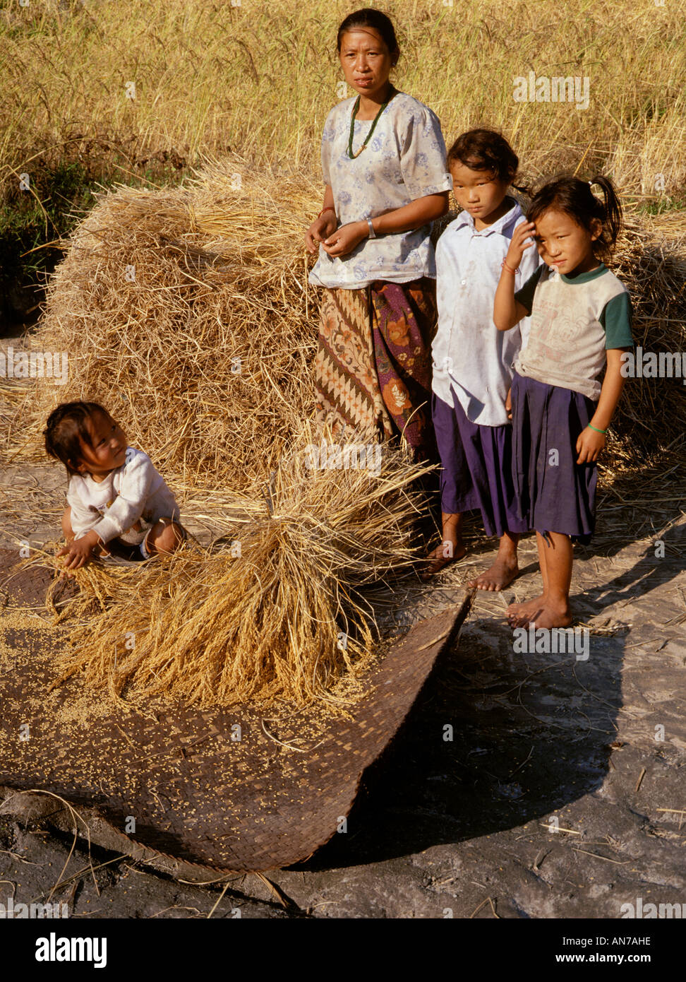 NEPALI WOMAN and her daughters HARVEST MILLET along the BARUN MAKALU ...