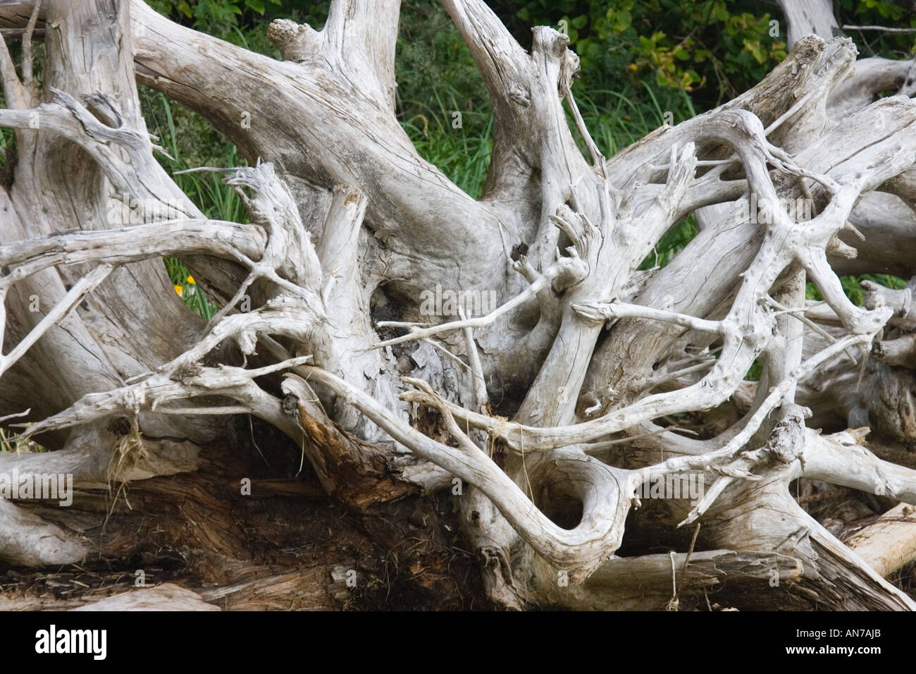 Dead root ball hi-res stock photography and images - Alamy