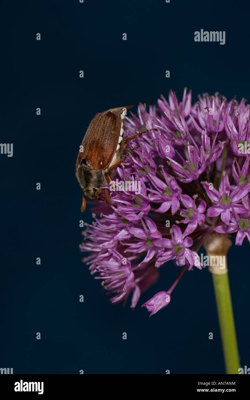 Junebug High Resolution Stock Photography and Images - Alamy