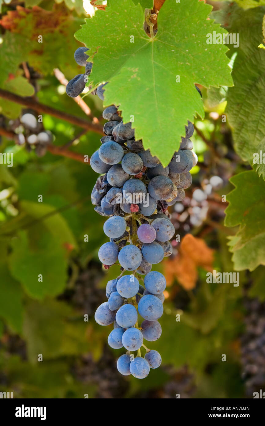 Cluster of grapes in a vineyard Stock Photo - Alamy