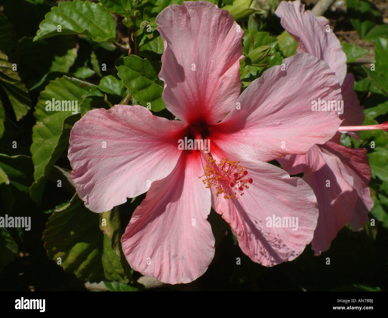Parts of hibiscus hi-res stock photography and images - Alamy
