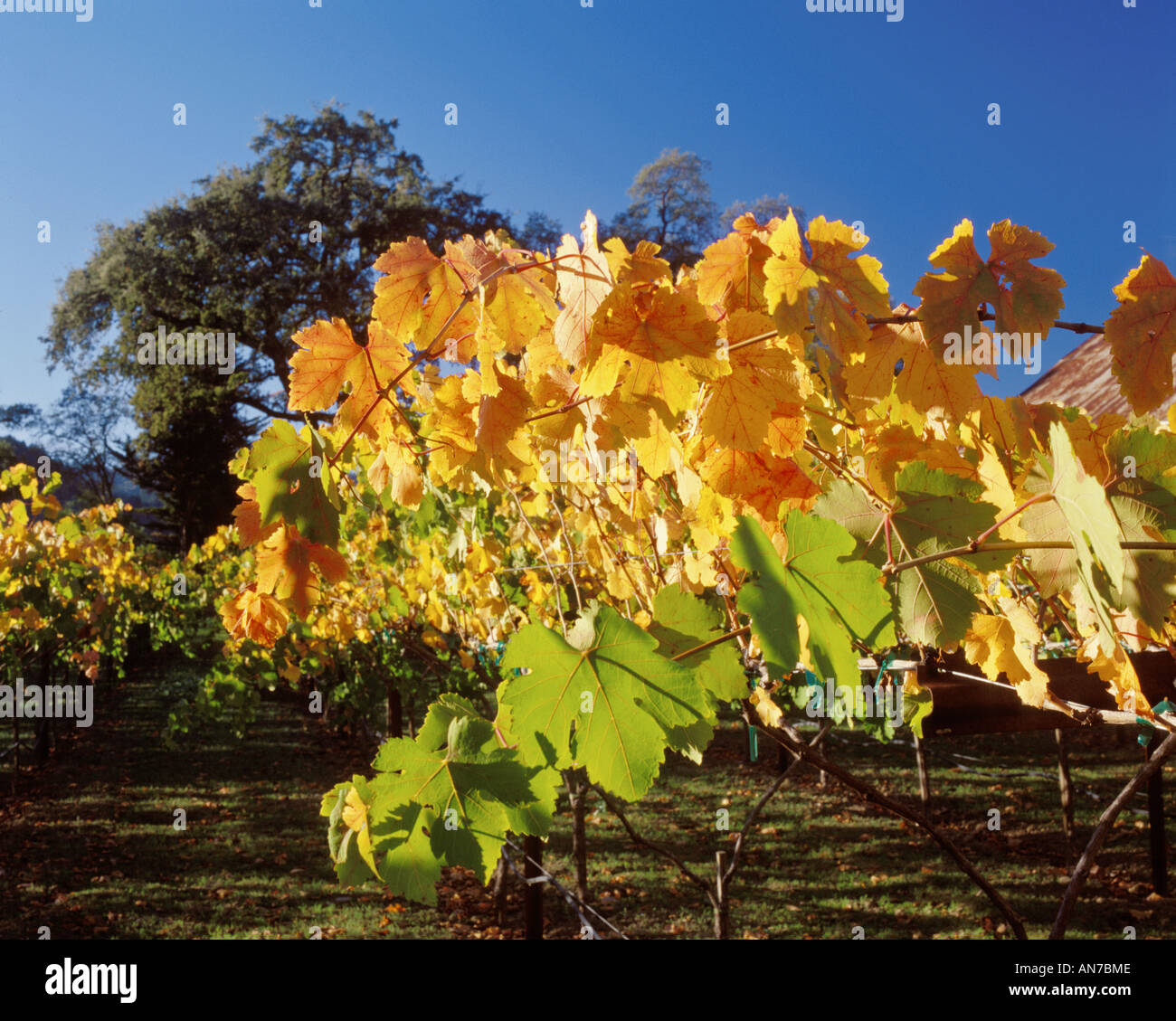 GRAPE VINES turn a beautiful golden color as autumn descends on the ...