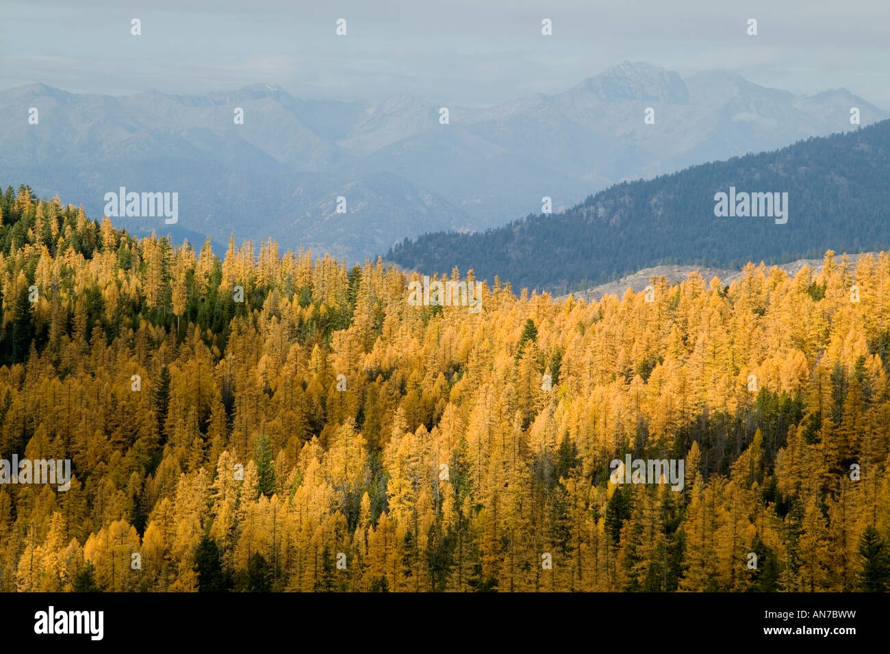 Tamarack washington hi-res stock photography and images - Alamy