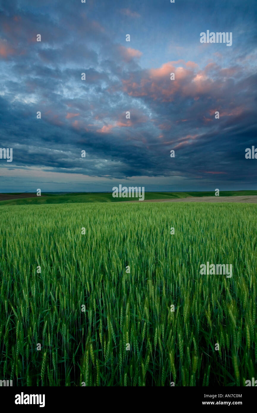 American Wheat Field High Resolution Stock Photography and Images - Alamy