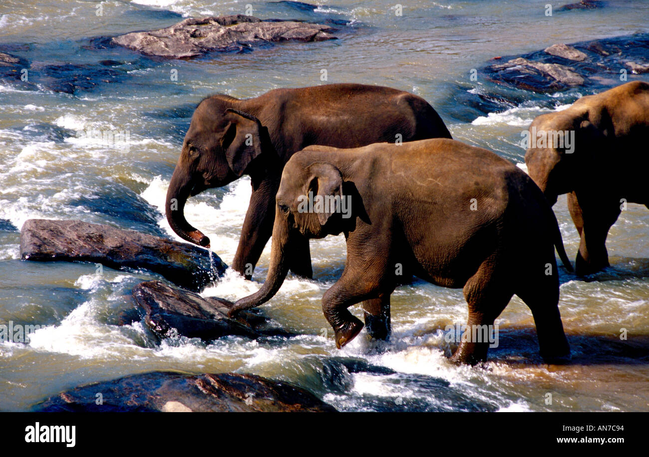Kandy elephants elephant ceylon sri lanka hi-res stock photography and ...