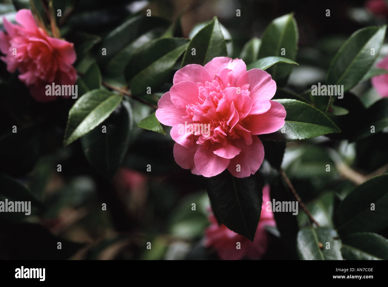 Pink camelia flower hi-res stock photography and images - Alamy