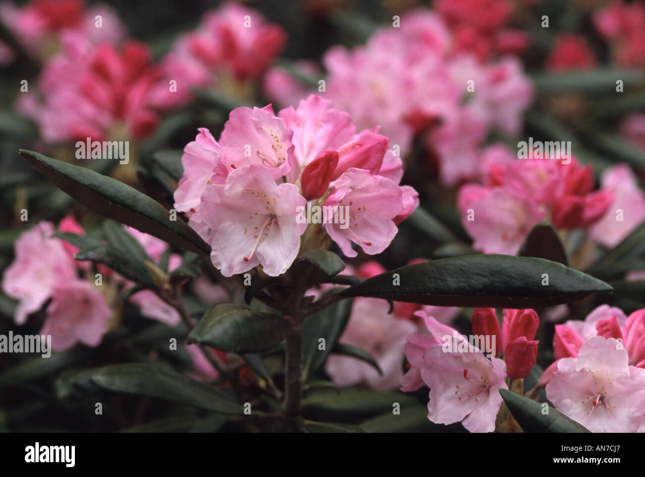 Botany rhododendron hi-res stock photography and images - Alamy