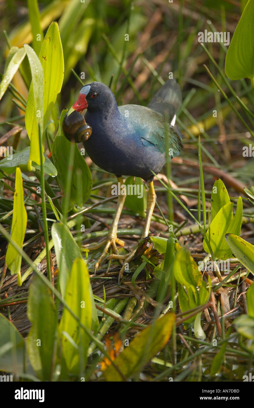 Purple Gallinule Bird with snail in his beak Stock Photo - Alamy