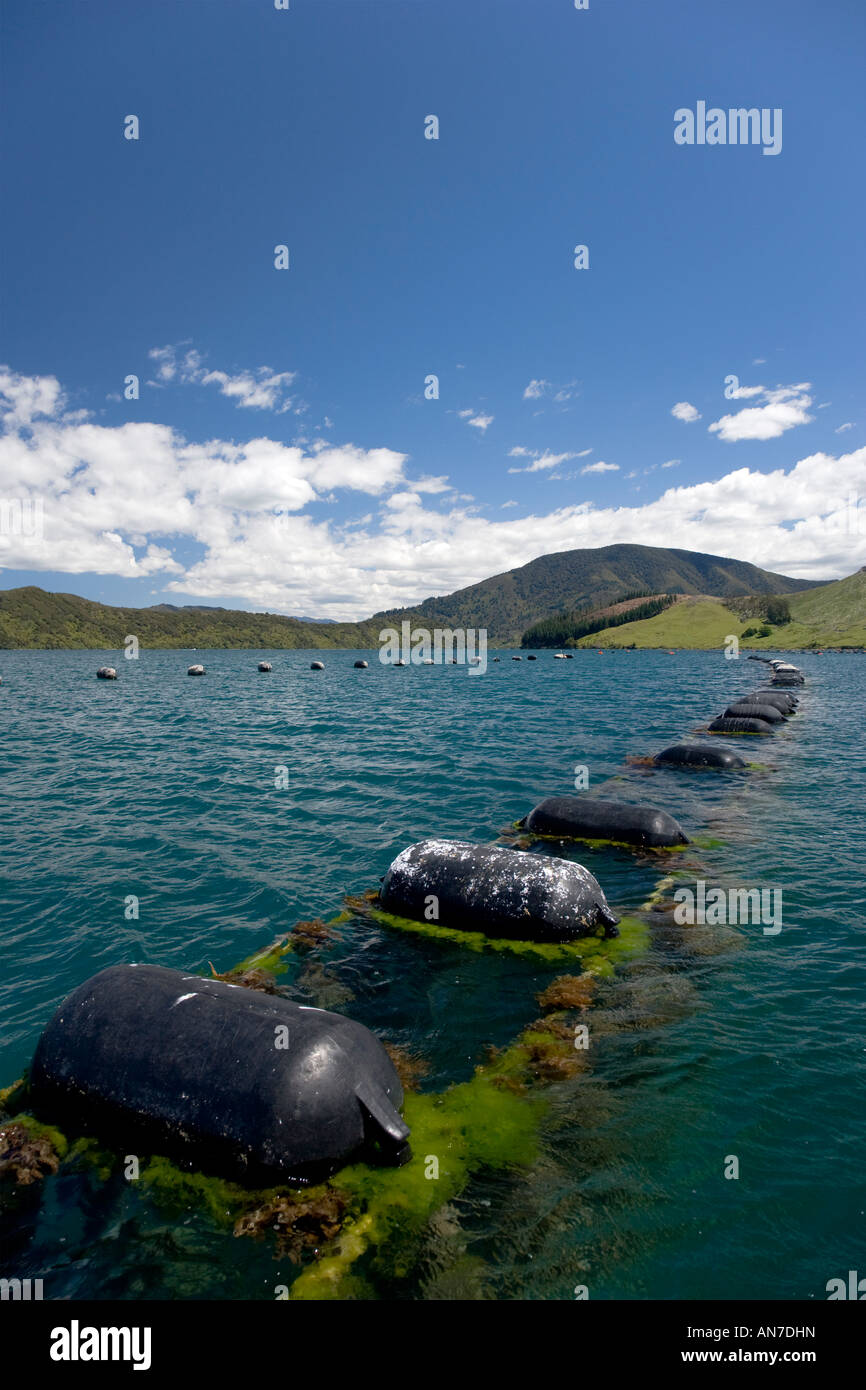 New zealand mussel farming hi-res stock photography and images - Alamy