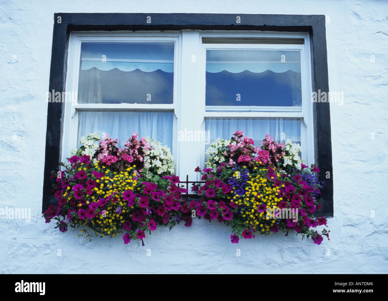 Hanging Baskets on an exterior window in Uk Stock Photo - Alamy