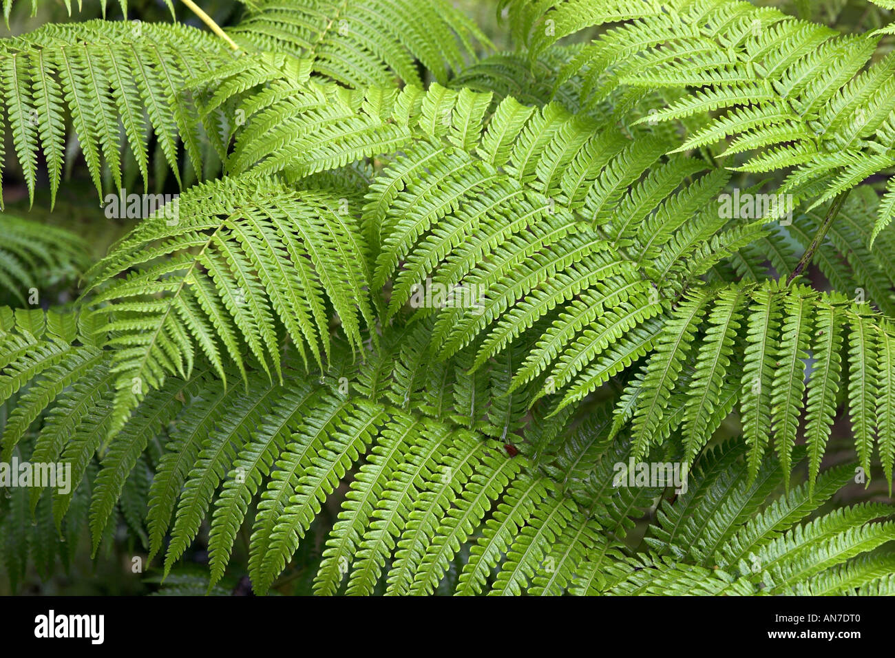 A cluster of giant ferns fronds photographed from above entirely fill ...