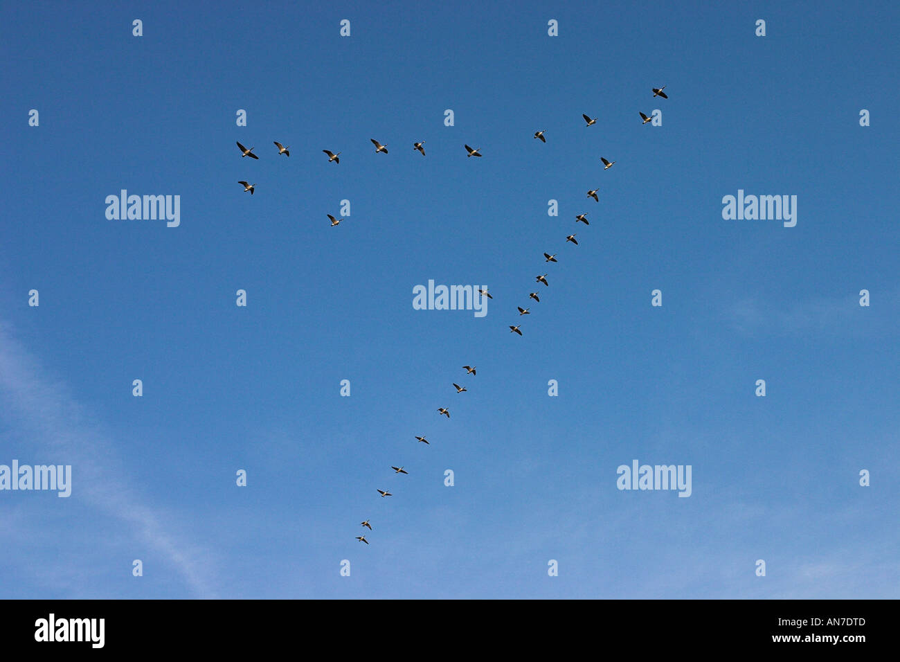 A large flock of Canada Geese forms up in their traditional V shaped ...