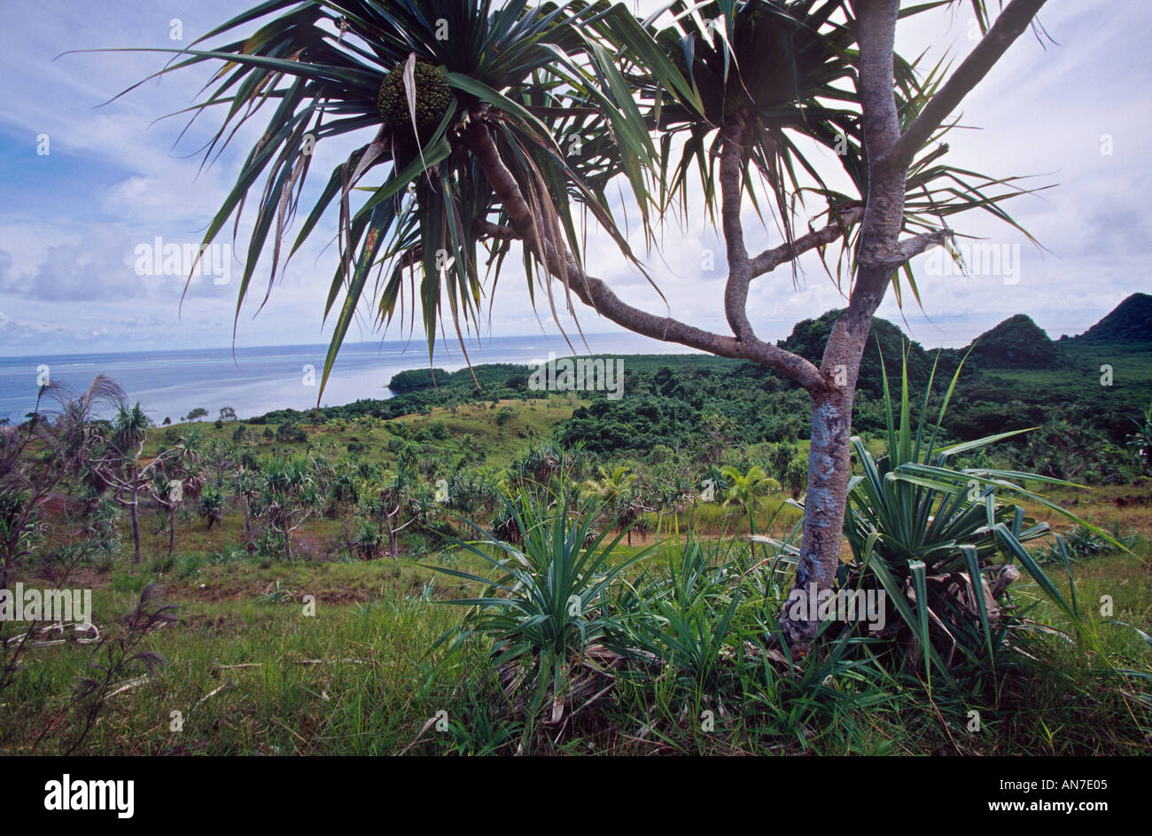 Pandanus tree on Babeldaob Palau's largest island Palau Micronesia ...