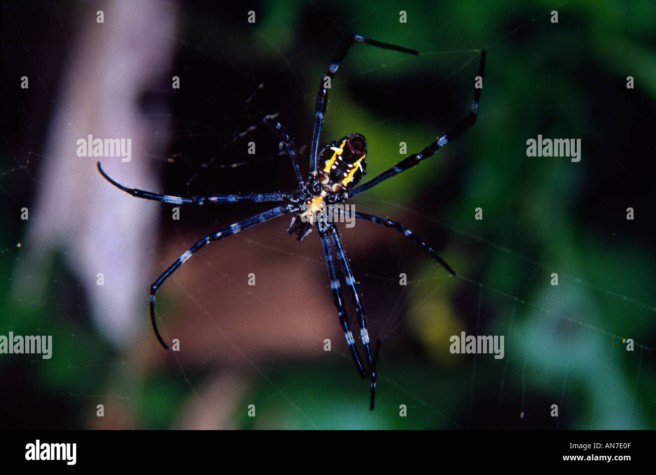 Giant wood spider (Nephila maculata) or golden silk spider / banana ...