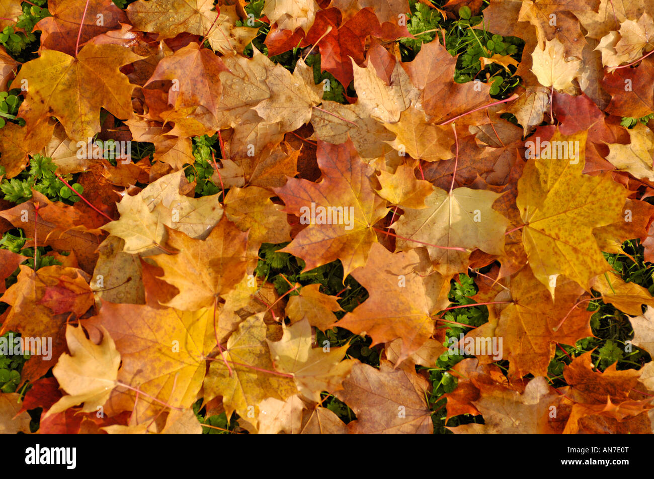 Maple leaves in Autumn Season Vancouver Island BC Canada Stock Photo ...