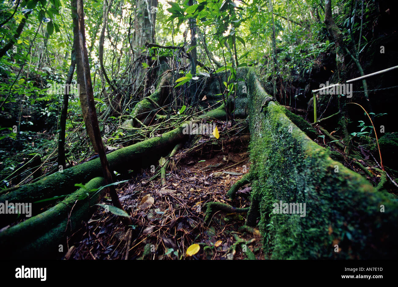 Tropical trees in Airai, Palau, Micronesia Stock Photo - Alamy