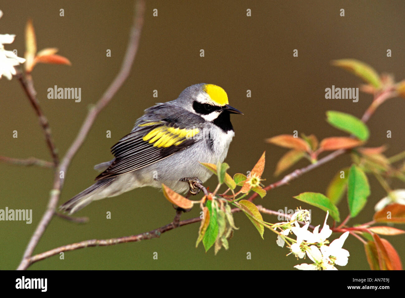 Male Golden Winged Warbler Stock Photo - Alamy