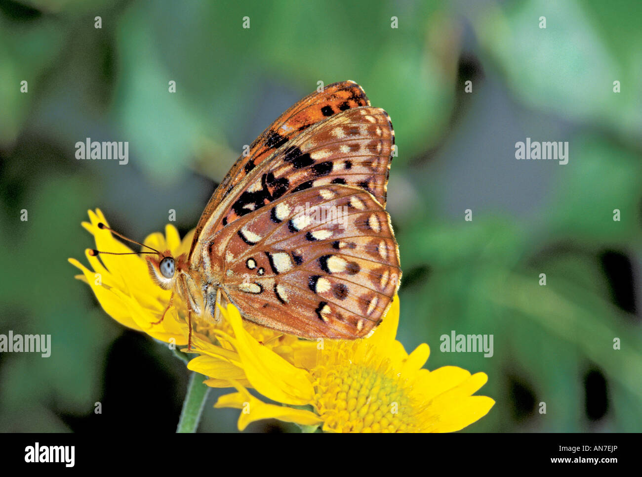 Hydaspe Fritillary Speyeria hydaspe Sierra Nevadas California United ...
