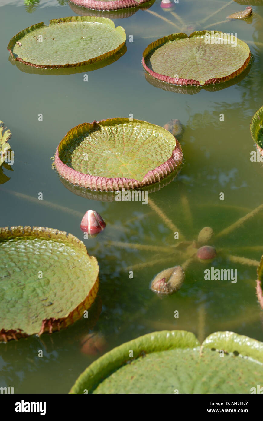 The lily pad hi-res stock photography and images - Alamy