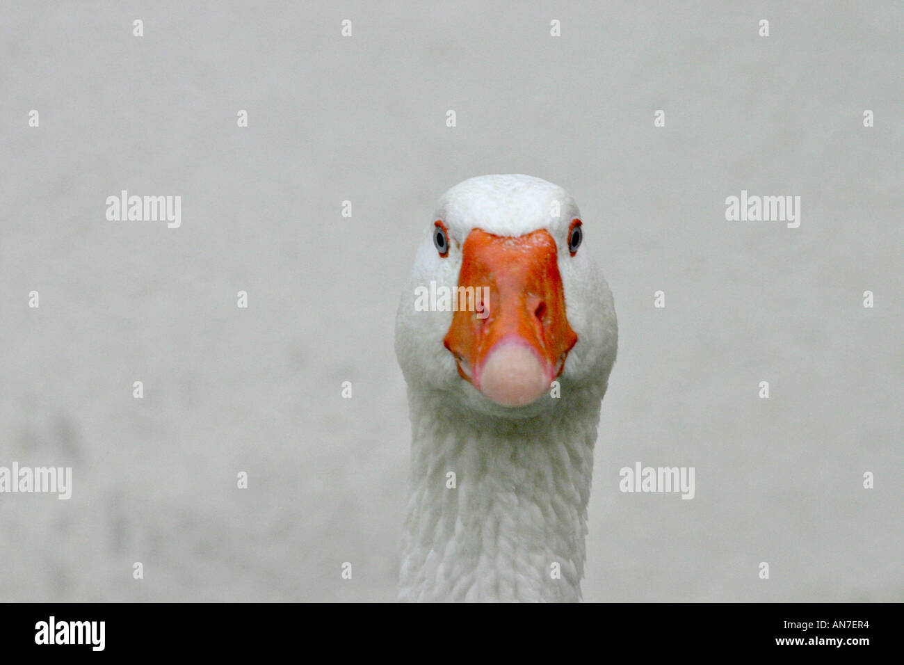 White goose blue eyes hi-res stock photography and images - Alamy