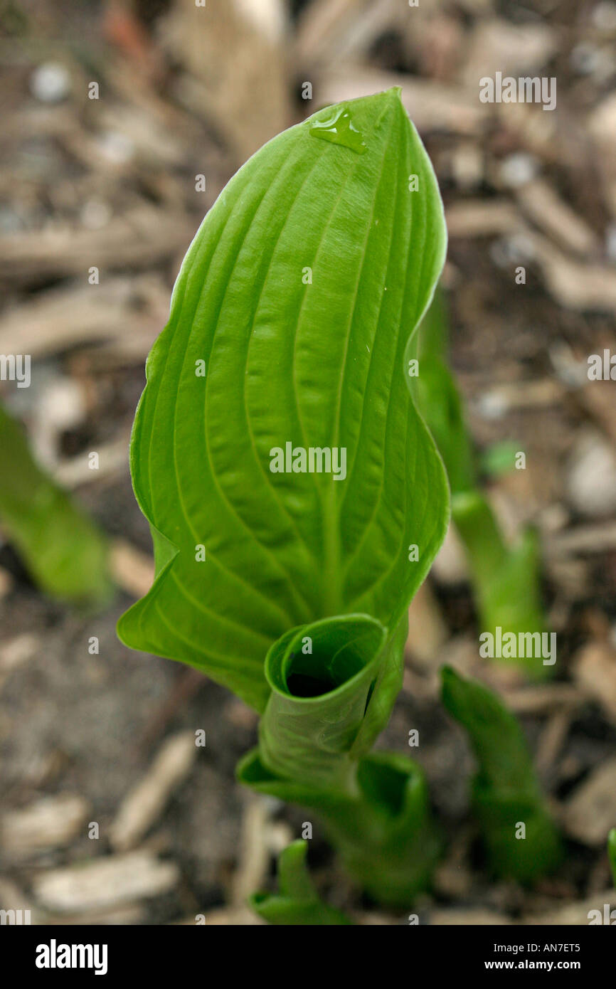 Newly Emergent A leafy green leaf of a hosta just emerging from the ...