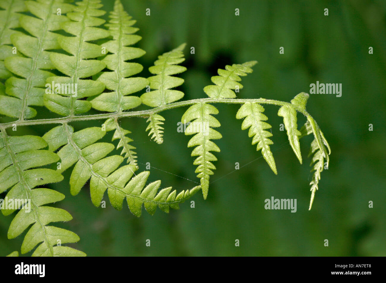 Webbed Fern A thin spider web spans the space betwen the leaves on a ...