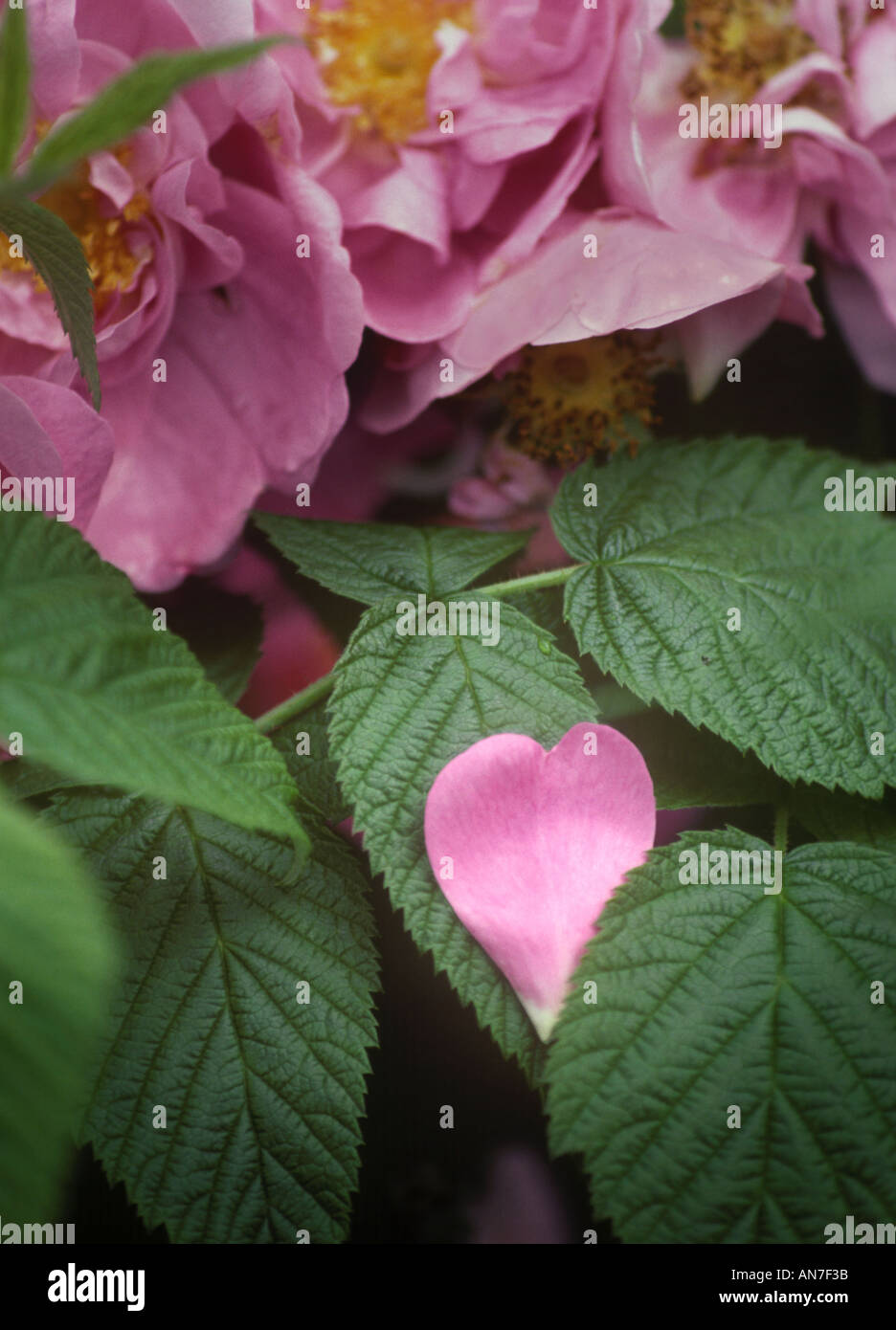 Rose between leaves hi-res stock photography and images - Alamy