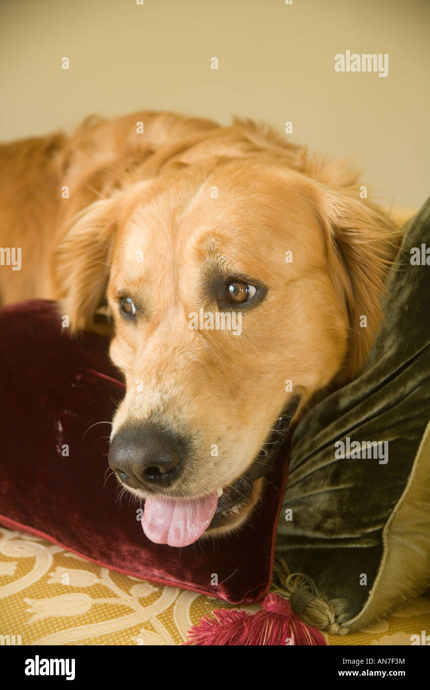 Golden Retriever head Stock Photo - Alamy