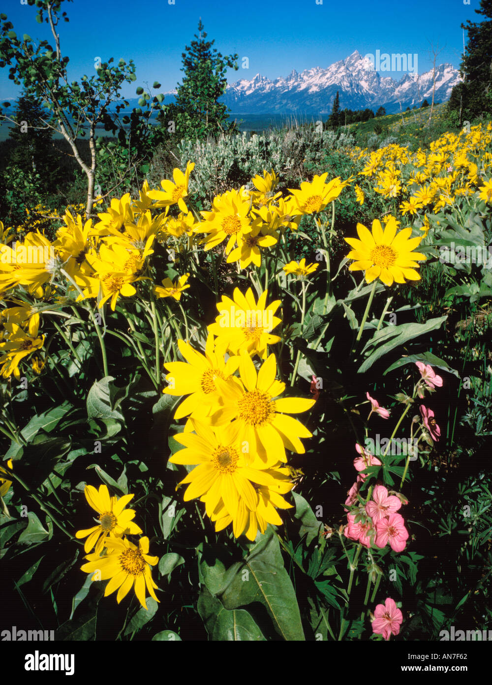 Mules Ear flowers with Teton in background Grand Teton National Park ...