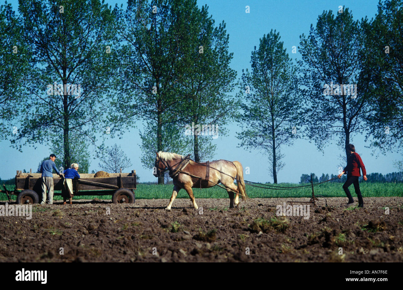 A horse helps potato planting on a Polish family farm Stock Photo - Alamy