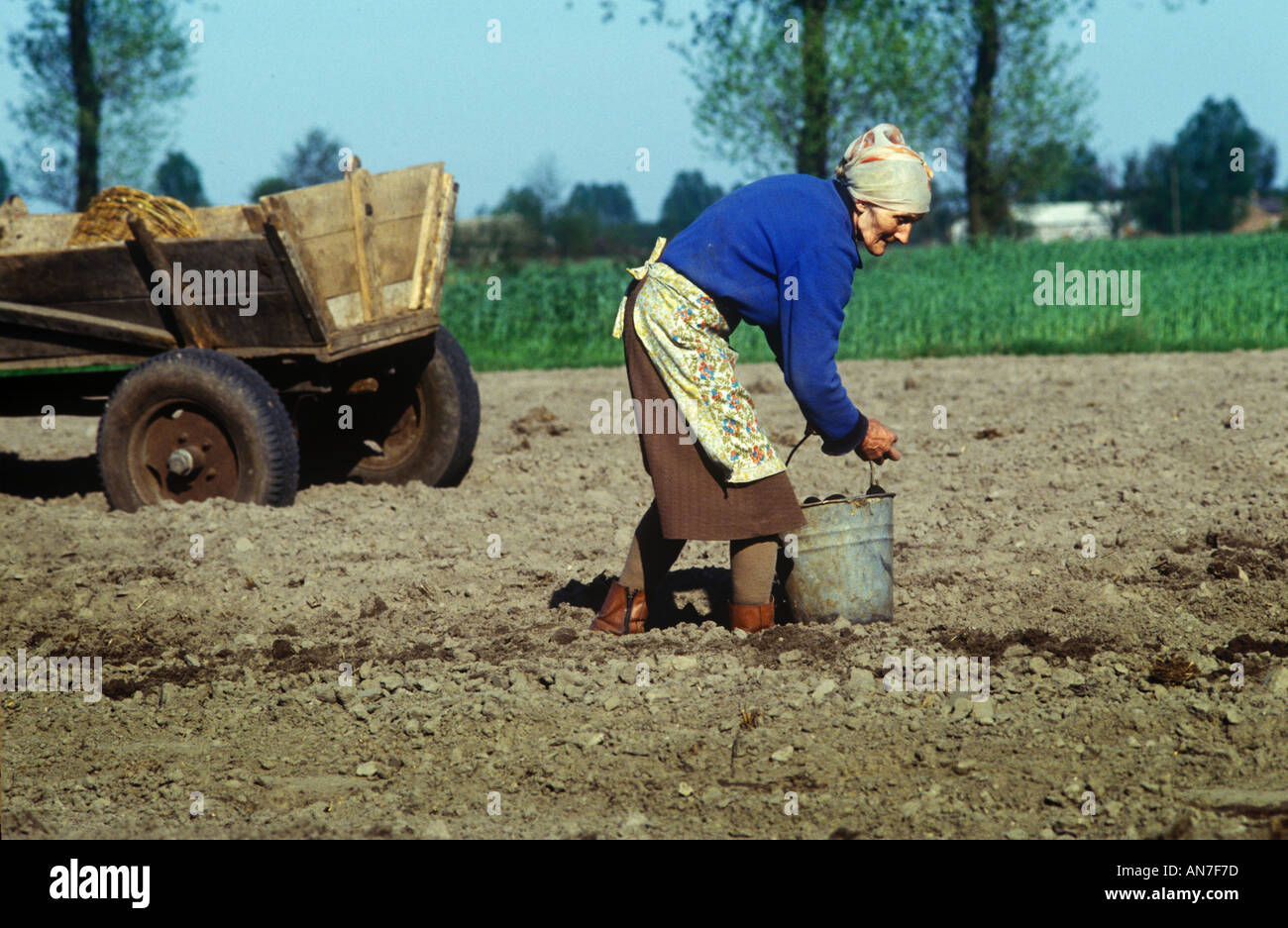 An old Polish woman stoops to plant potatoes on her family farm Stock ...