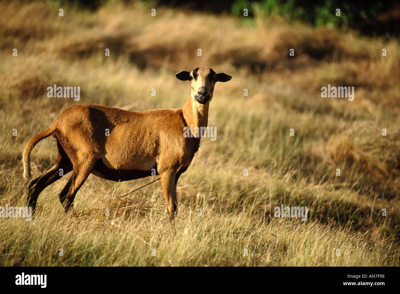 Barbados, Black bellied sheep Stock Photo - Alamy