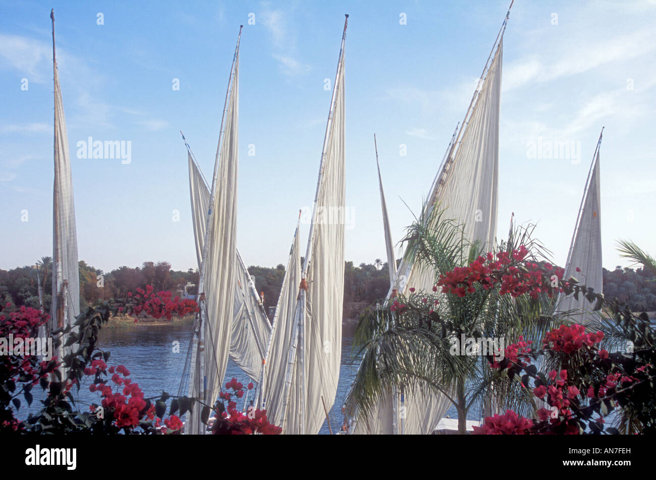 Felluca hi-res stock photography and images - Alamy
