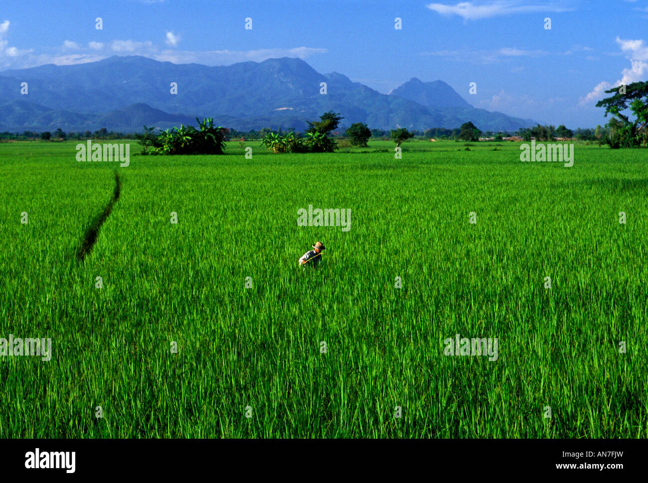 People man rice field Chiang Rai Province Thailand Asia Stock Photo - Alamy