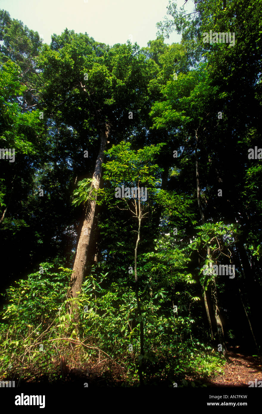 trees, rainforest, Ko Similan Island, Phang Nga Province, Thailand ...