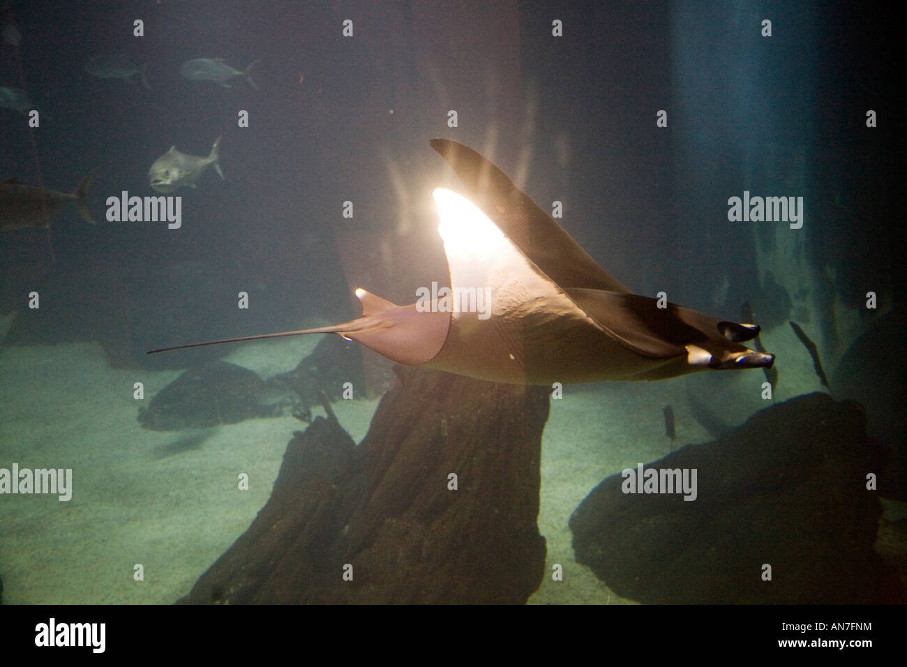 Giant manta ray, Lisbon Oceanario Stock Photo - Alamy