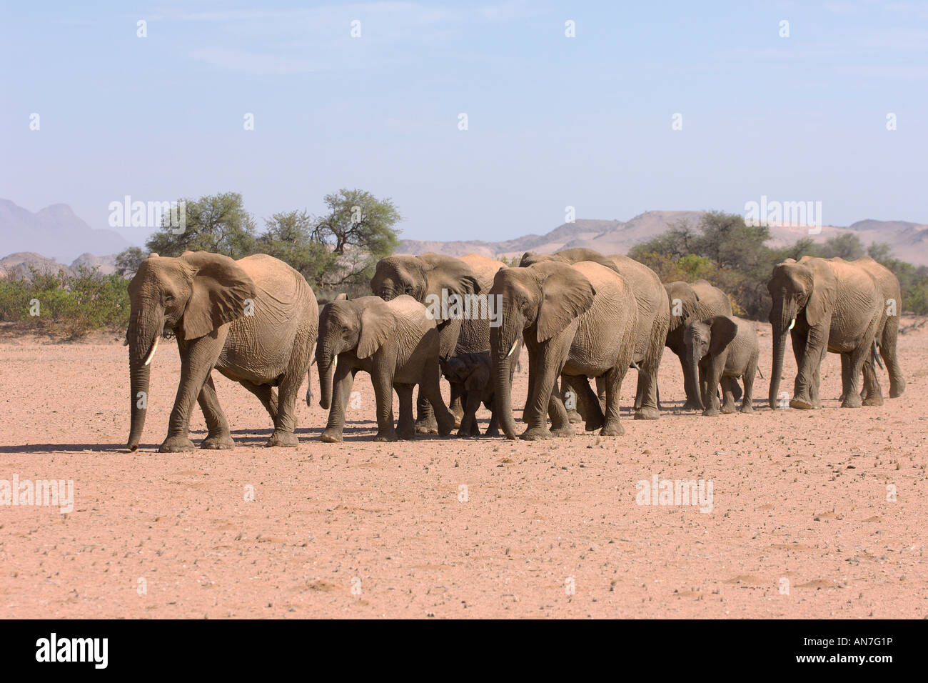 Desert adapted African elephants Loxodonta africana in Huab river ...